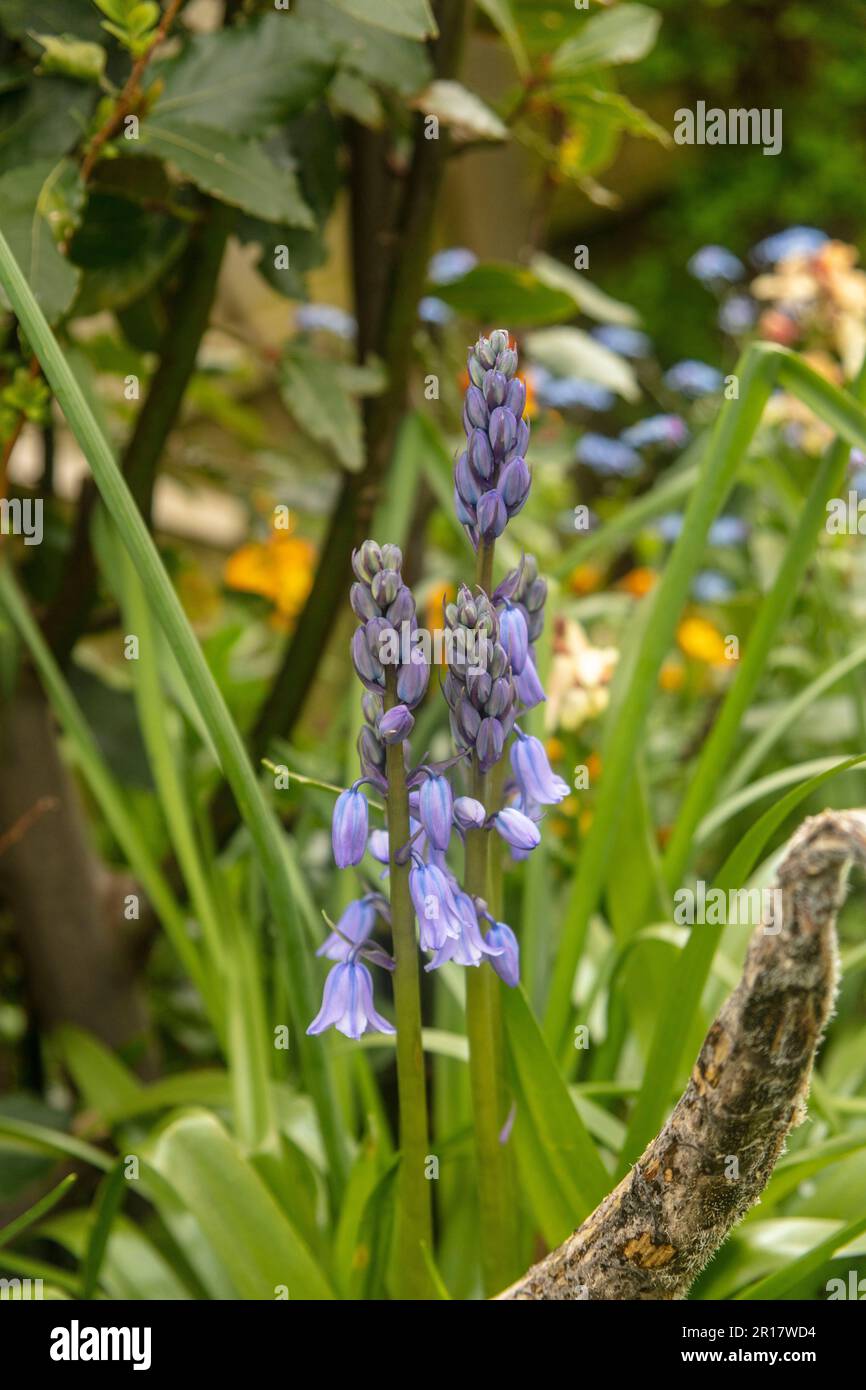 Close up natural flowering plant portrait of Spanish bluebell ...