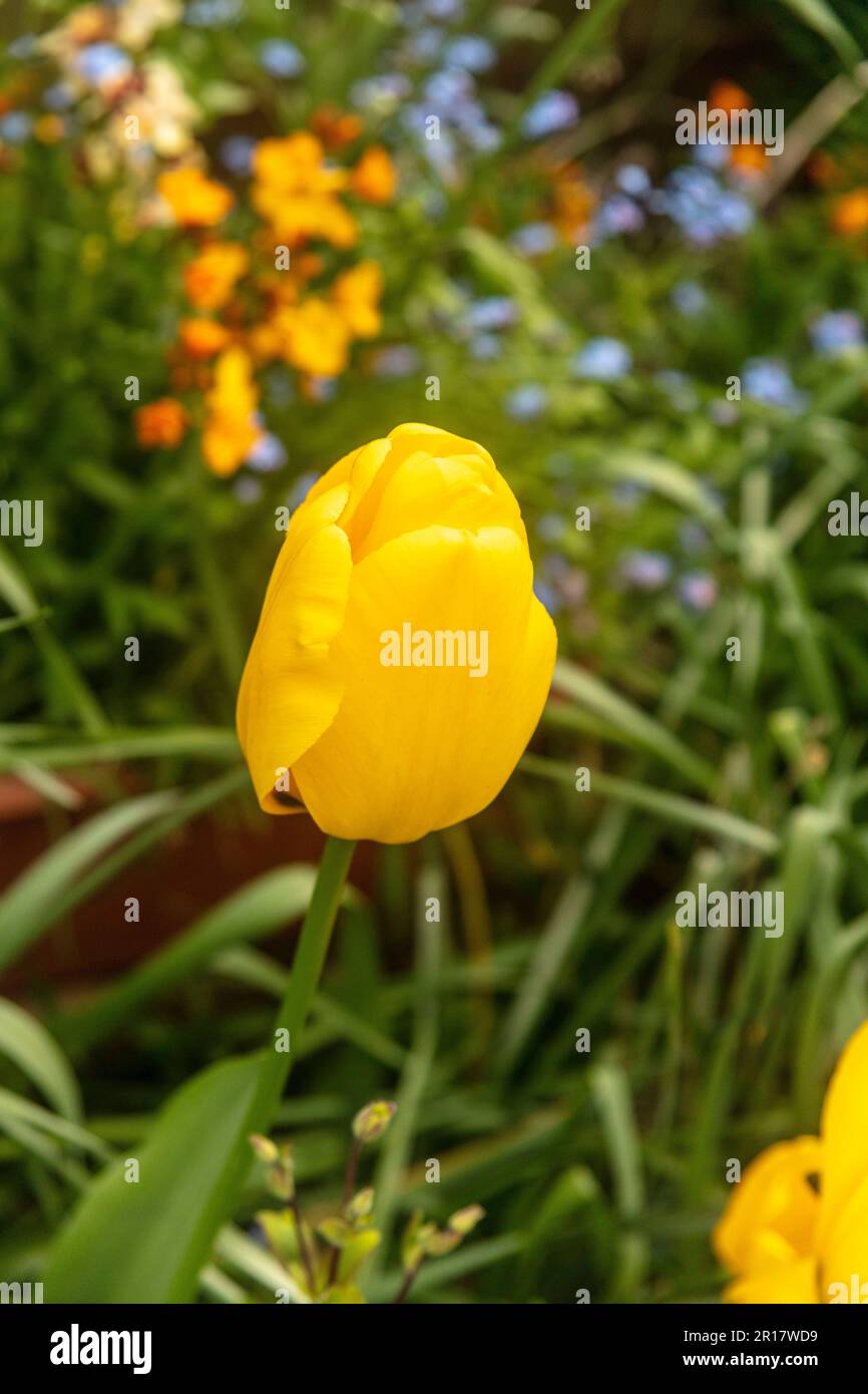 Very close up natural flower portrait of yellow tulip Stock Photo - Alamy