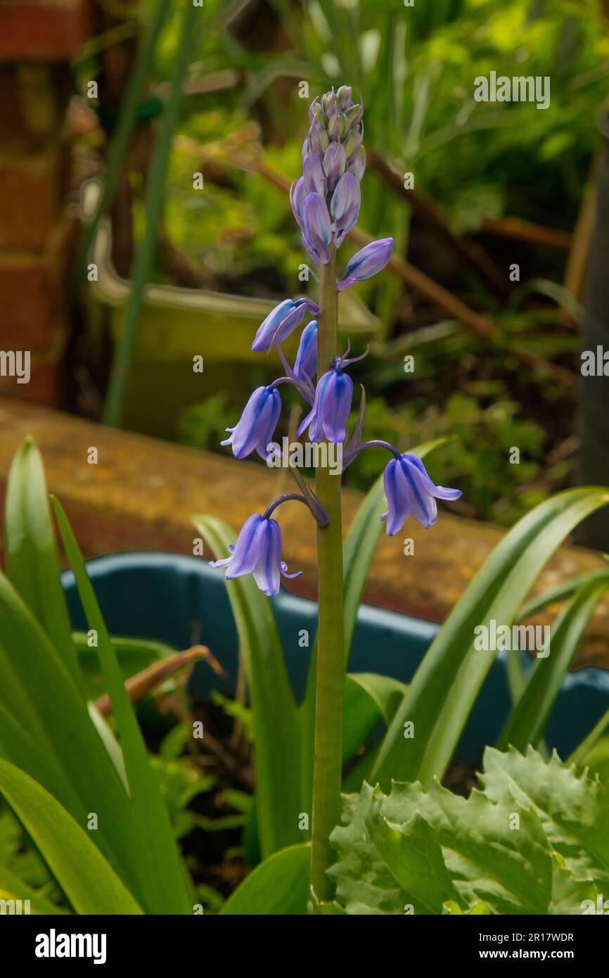 Close up natural flowering plant portrait of Spanish bluebell ...