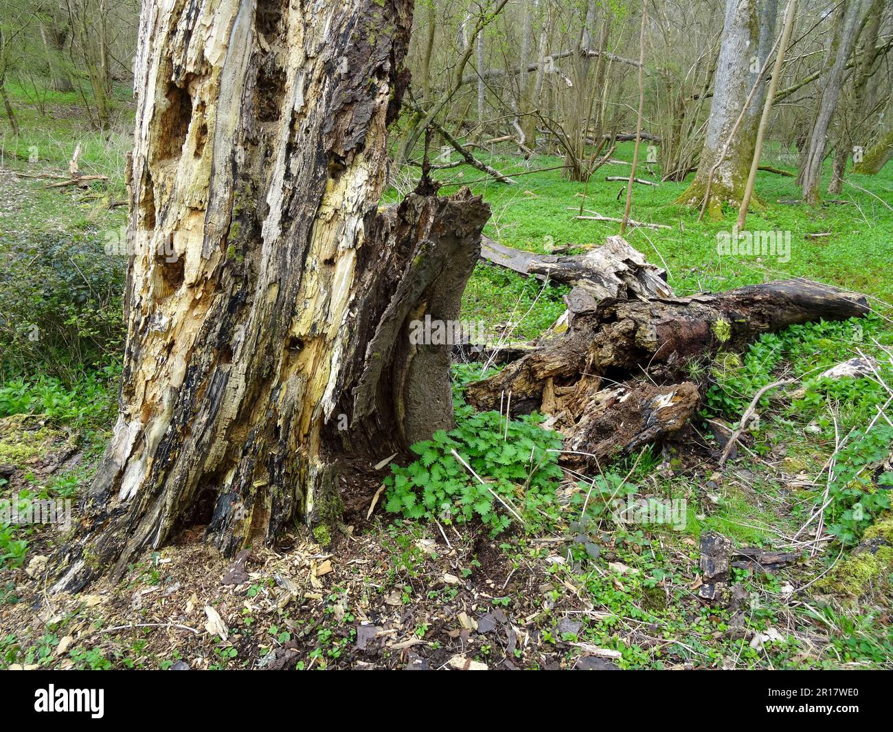 Moody woodland landscape with rotting tree stump prominent, surviving ...