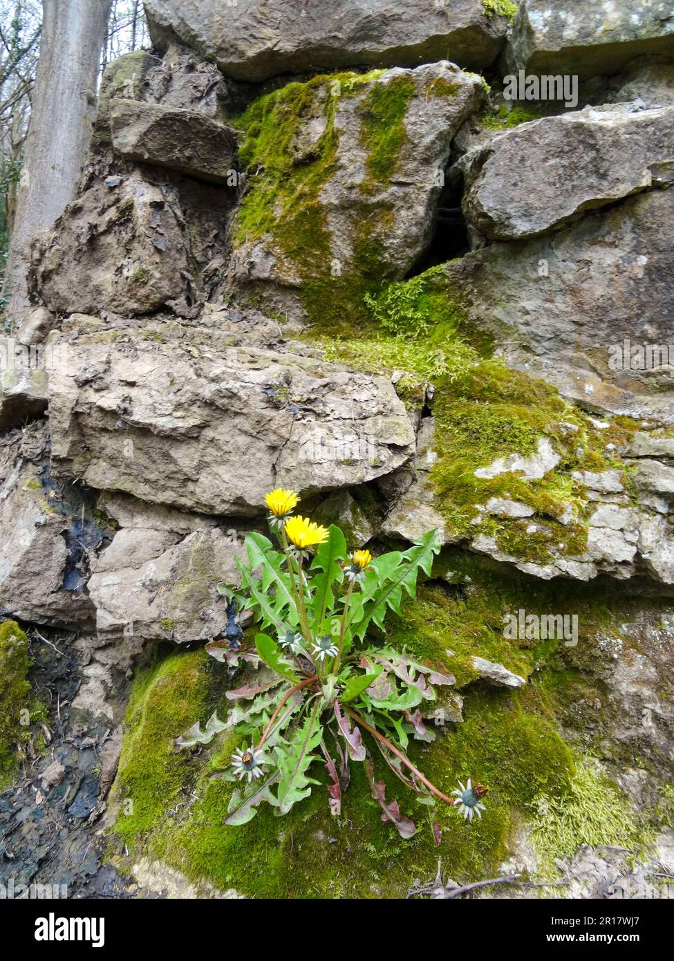 Determination: close up of colourful wildflower Dandylion growing out ...
