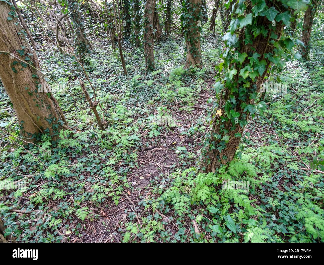 Natures Chaos, intimate English woodland showing patterns and textures ...