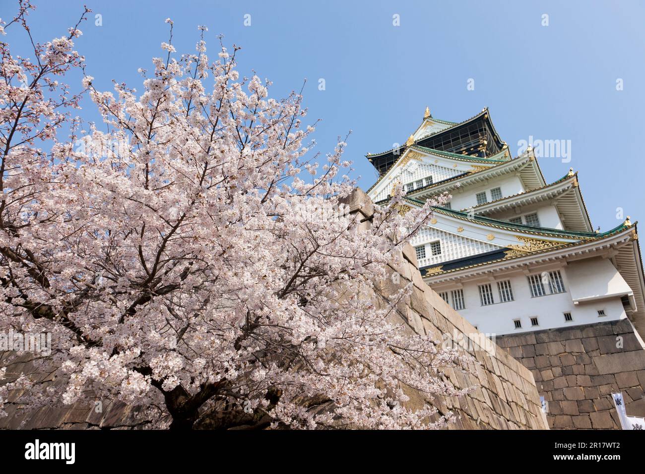 Yoshino cherry tree and Osaka Castle Stock Photo - Alamy