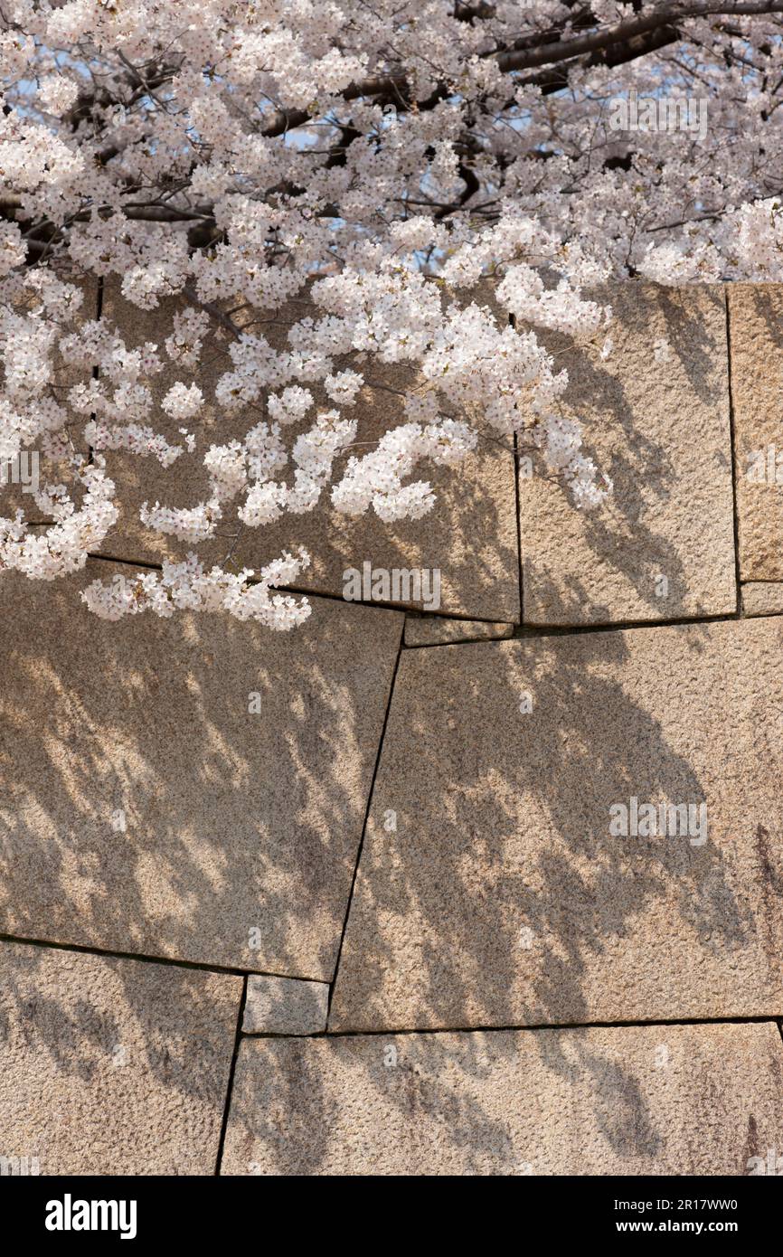 Osaka Castle and Sakura trees near Ishigaki Stock Photo - Alamy