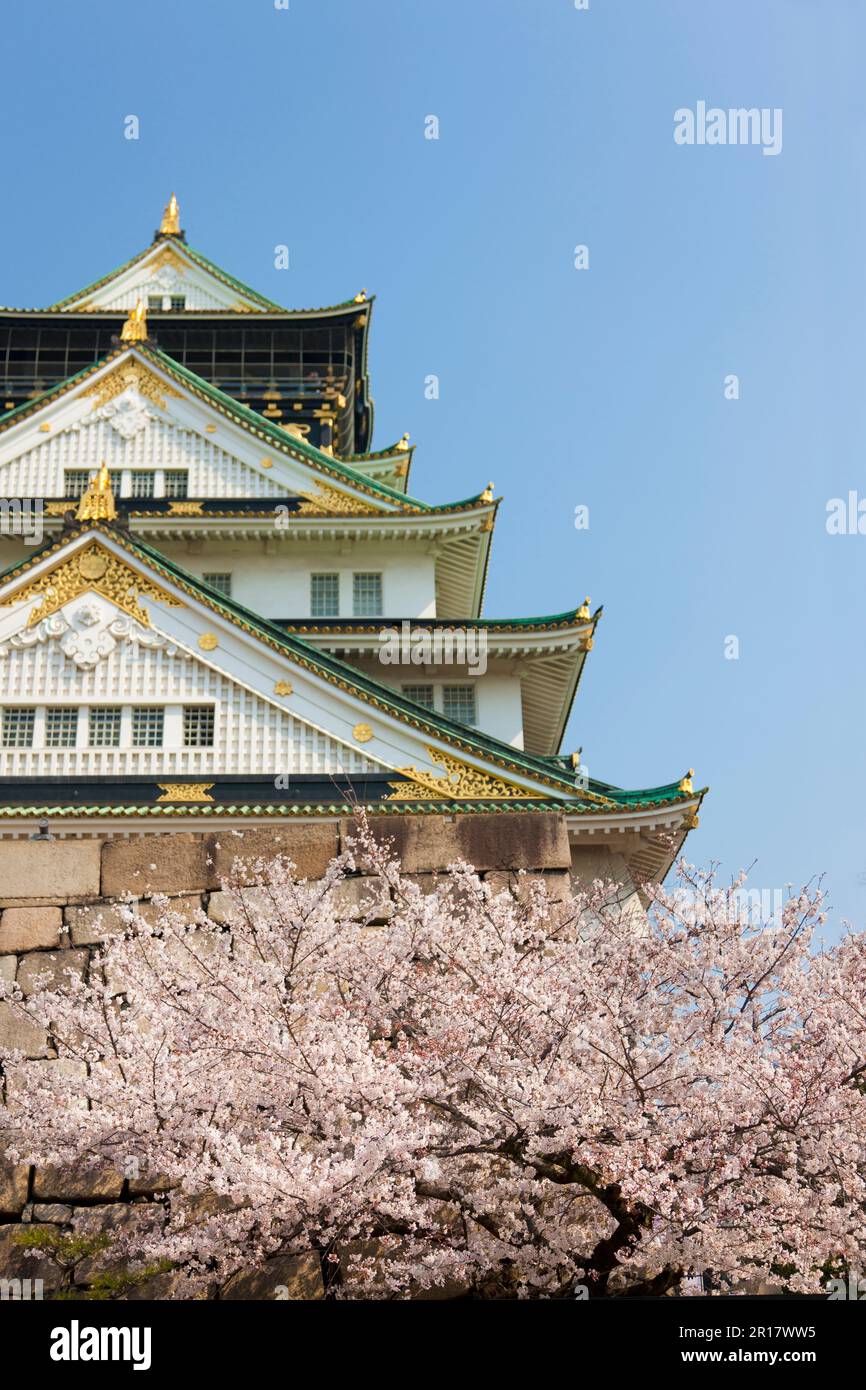 Yoshino cherry tree and Osaka Castle Stock Photo - Alamy