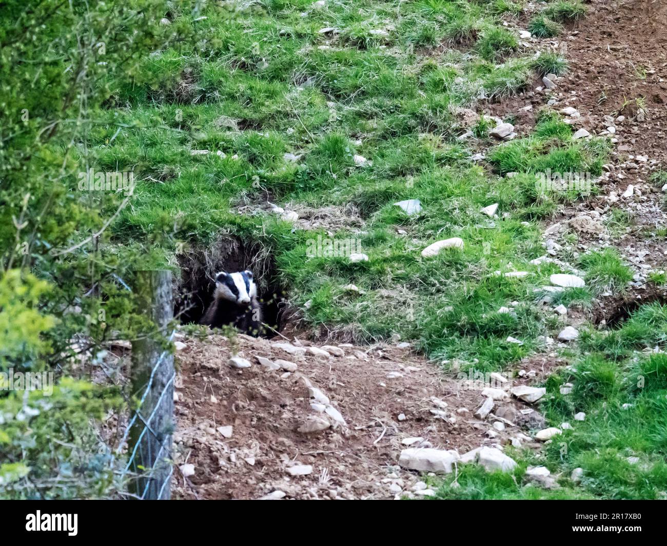 Badger; Meles meles at the entrance to its sett near High Wray, Lake ...