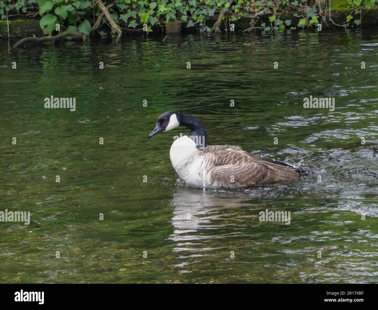 Lone Canada Goose playing in the River Wandle, South London, England ...