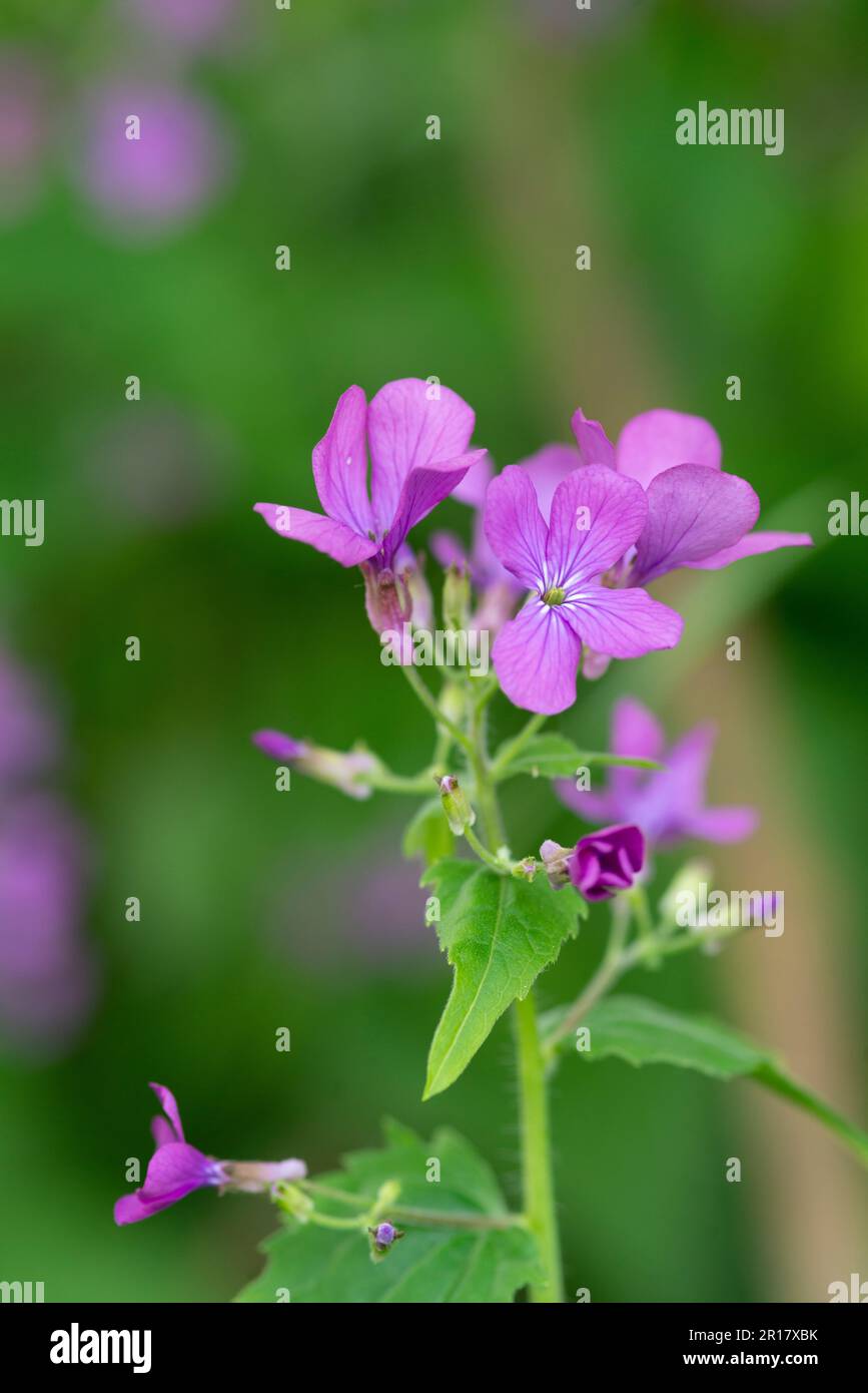 Honesty flower hi-res stock photography and images - Alamy