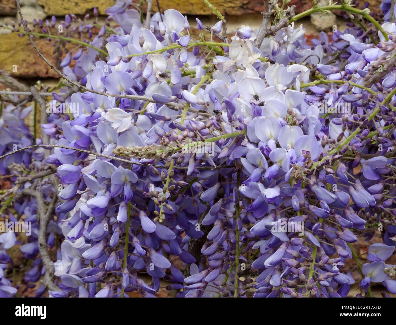 Natural semi close up environmental plant portrait showing intimate ...