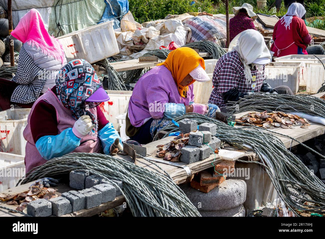 RONGCHENG, CHINA - MAY 3, 2023 - Fishermen connect shells attached to ...