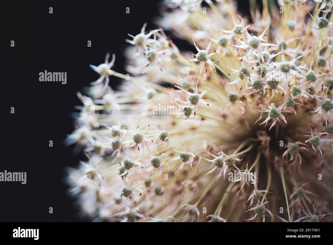 Macro detail of drying plant on dark back drop natural light Stock ...