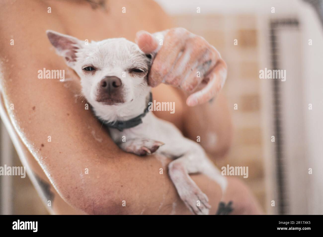 cute small dog gets face washed with soap in shower bath Stock Photo ...