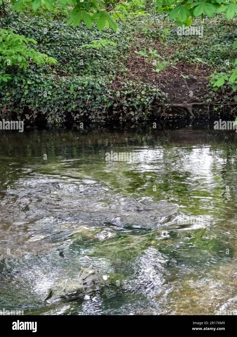 The River Wandle gently meandering through Morden Hall Park, South ...
