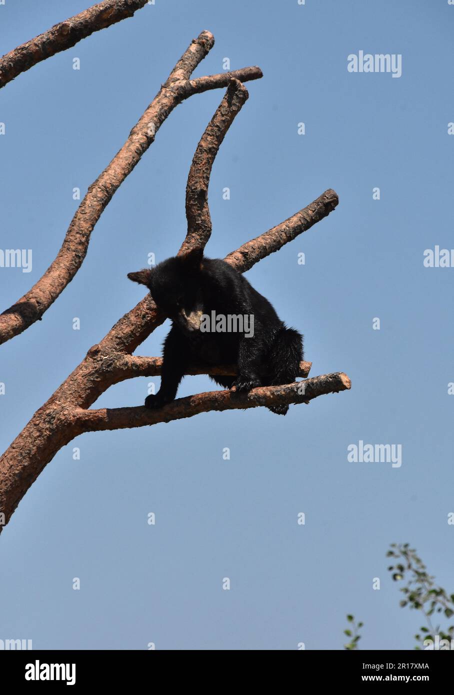 Adorable black bear cub sitting on the edge of a tree branch Stock ...