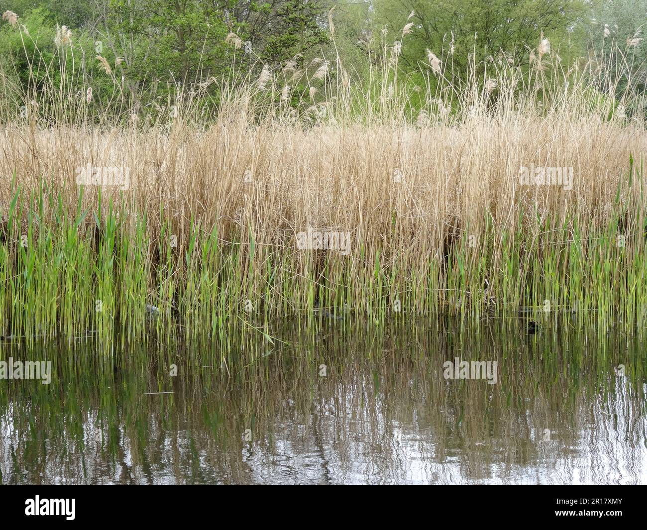 Semi abstract environmental portrait demonstrating natural patterns ...