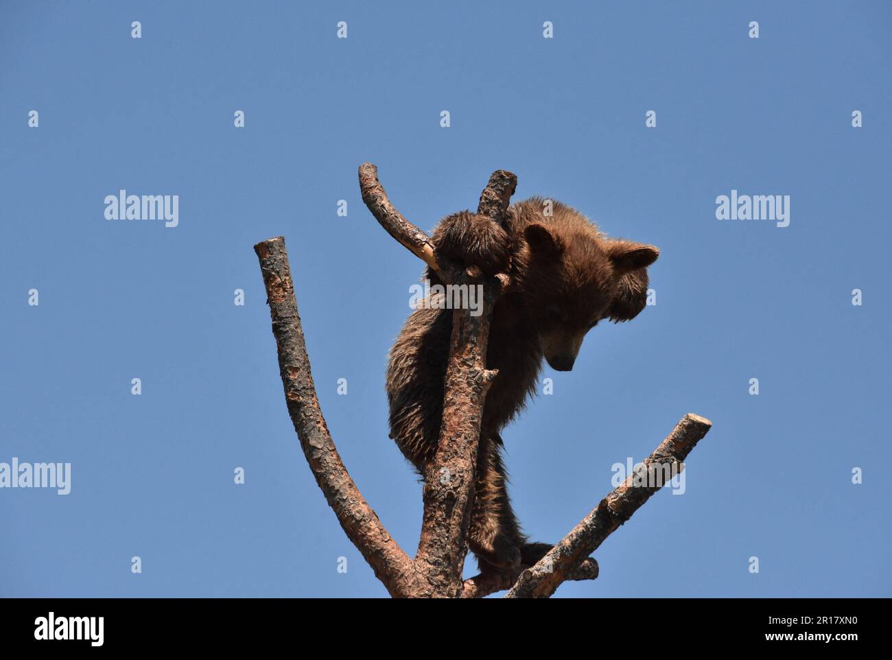 Adorable fluffy brown bear cub looking down from on top of a tree Stock ...