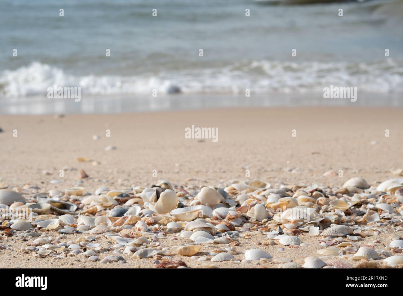 A lot big shells close up beach sand sea water edge foam. Warm tone ...