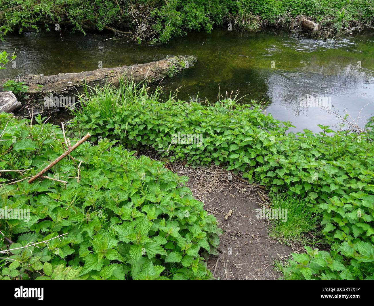 Riperian day hike pathway along the Wandle River in Morden Hall Park ...