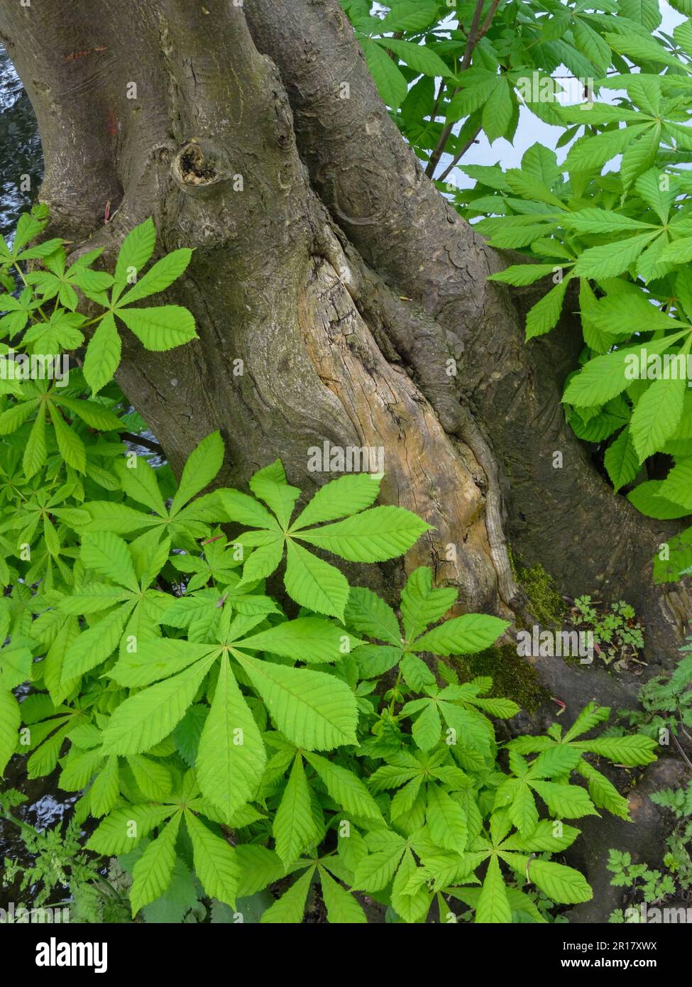 Bourne hall park hi-res stock photography and images - Alamy