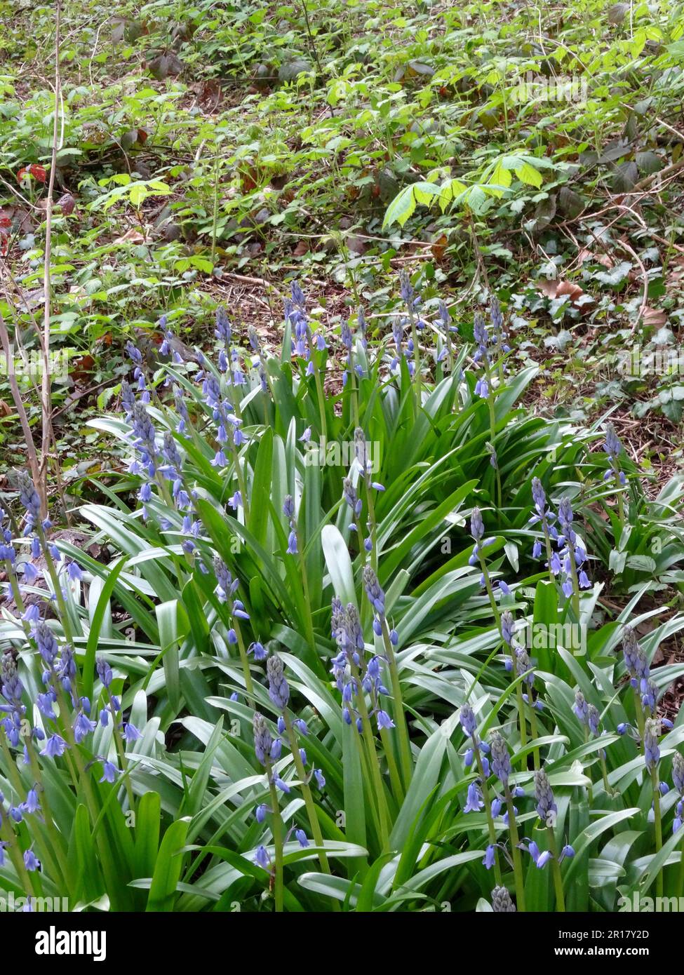 Striking moody spring bluebell woodland in good sunshine Stock Photo ...