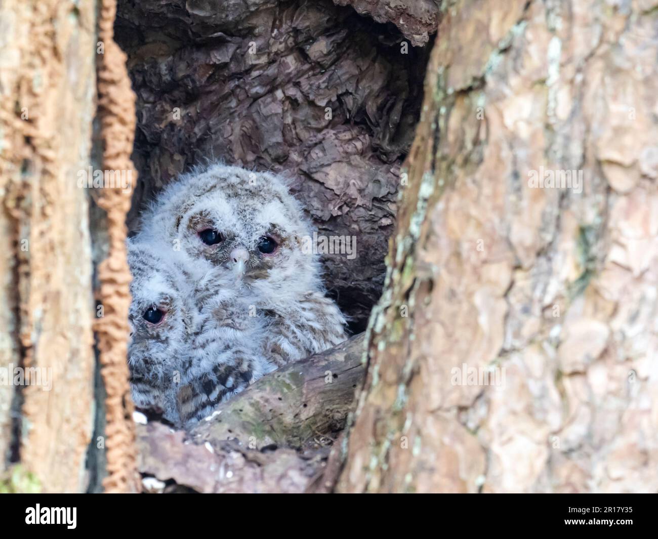 Tawny owl nest uk hi-res stock photography and images - Alamy
