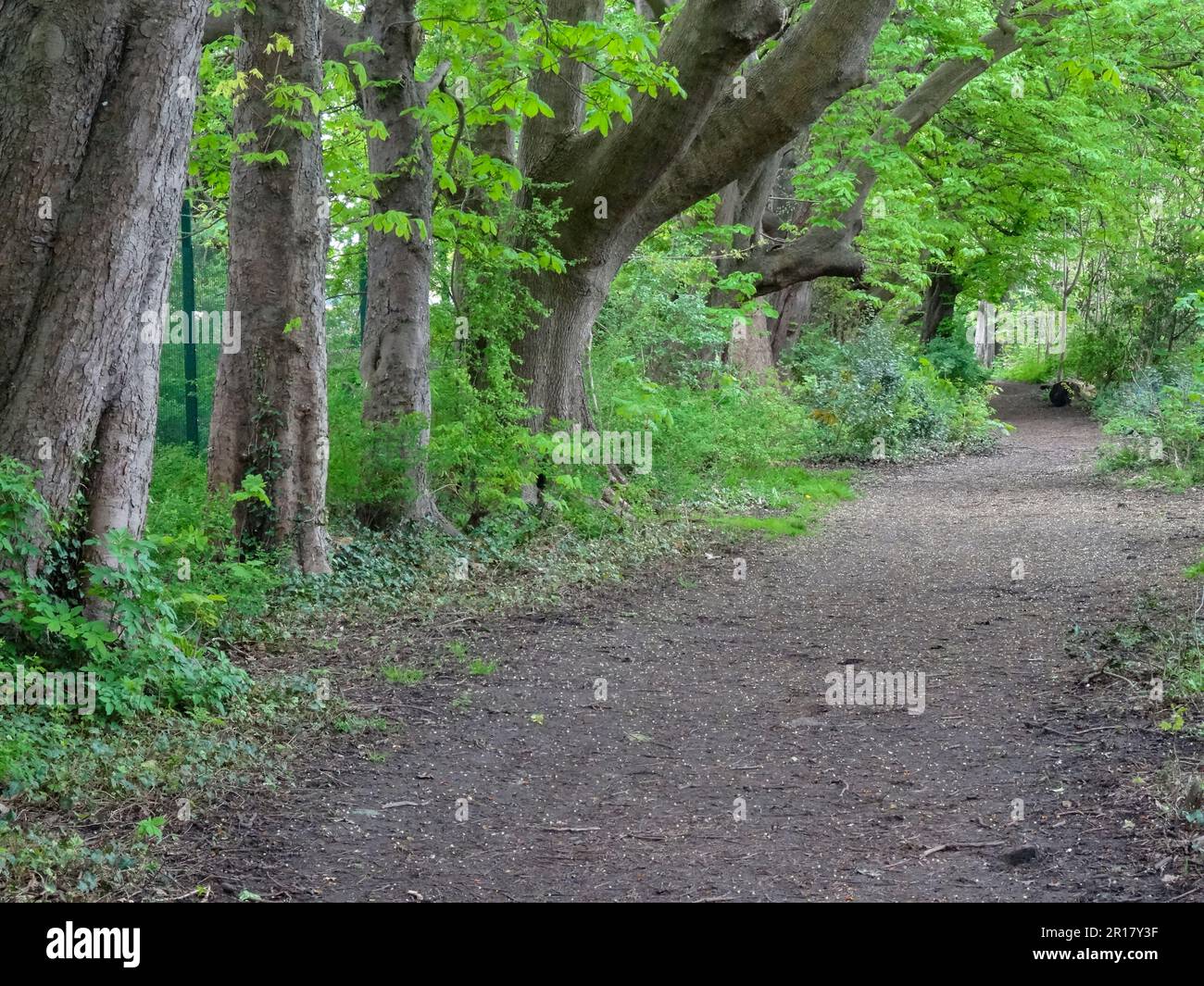 Riperian day hike pathway along the Wandle River in Morden Hall Park ...