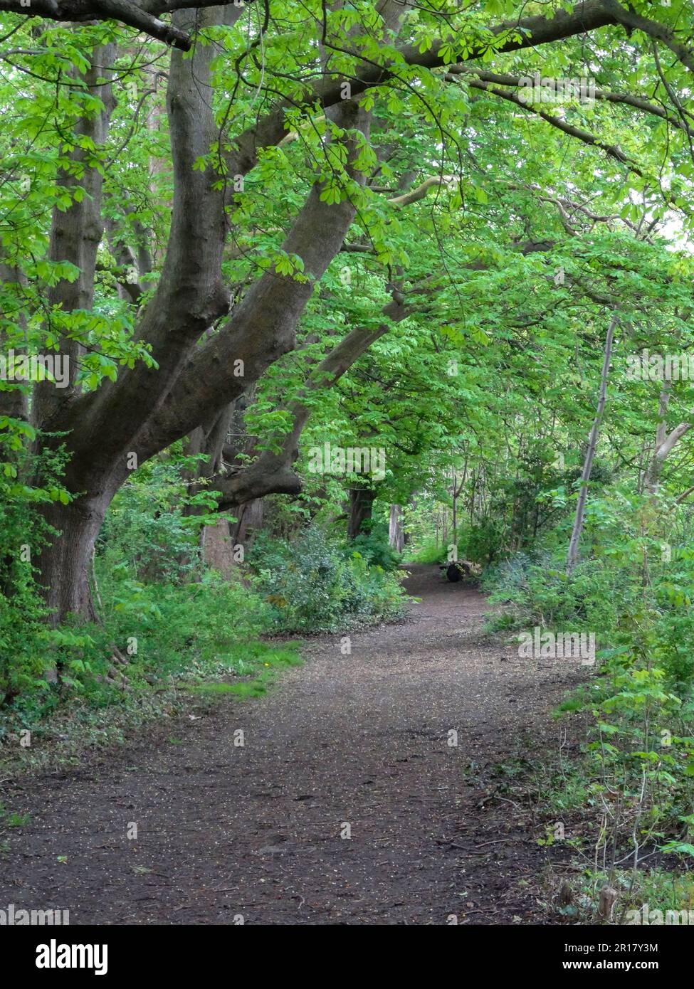 Riperian day hike pathway along the Wandle River in Morden Hall Park ...
