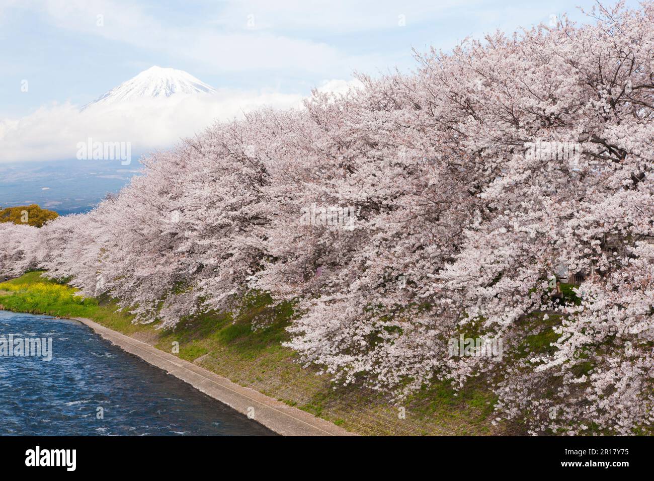 Mount fuji cherry tree hi-res stock photography and images - Alamy