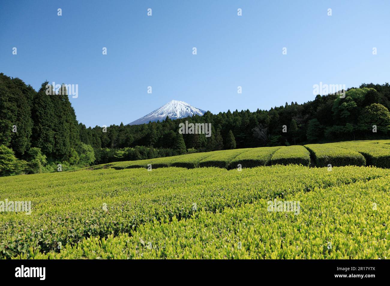 Tea leaves shizuoka hi-res stock photography and images - Alamy