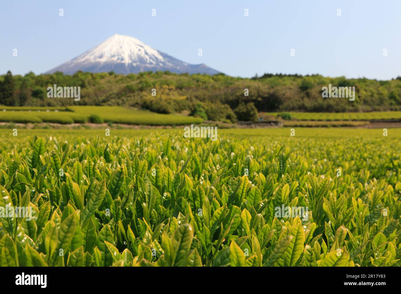 Tea Plantations and Mount Fuji Stock Photo - Alamy