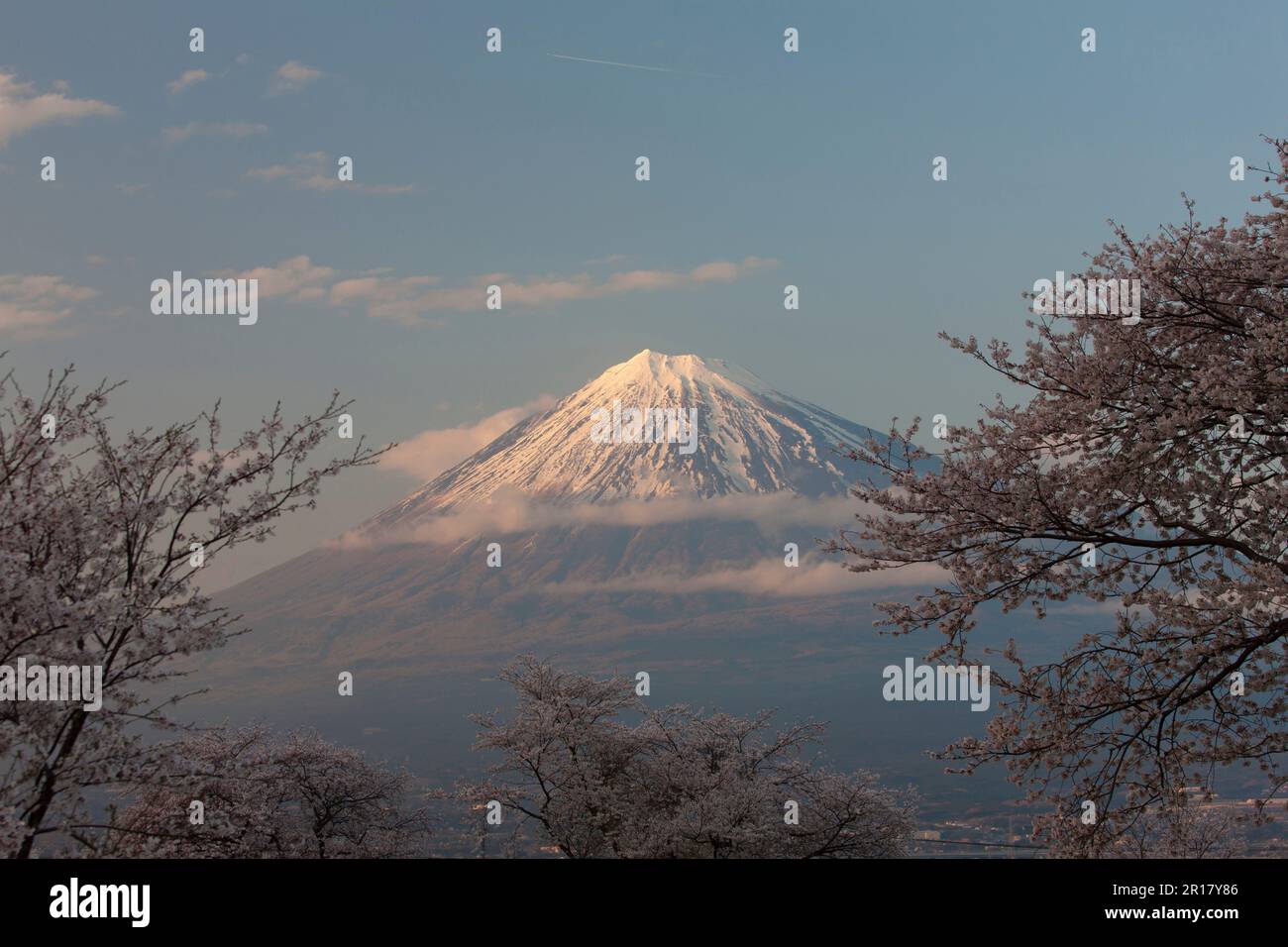 Mount fuji cherry tree hi-res stock photography and images - Alamy