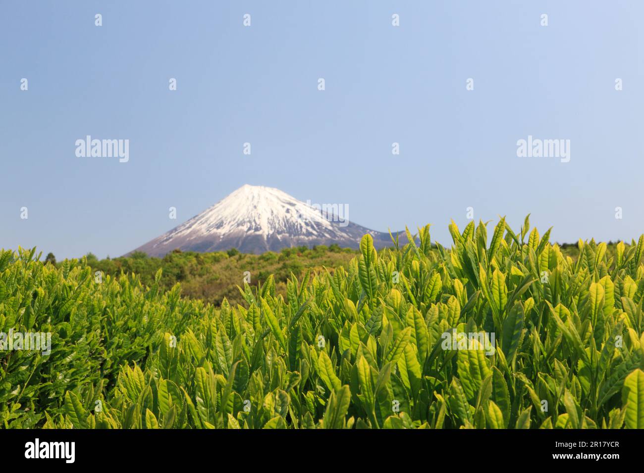 Tea Plantations and Mount Fuji Stock Photo - Alamy