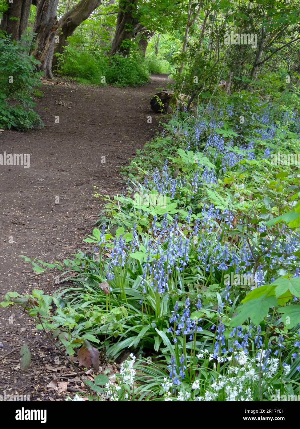 Striking moody spring bluebell woodland in good sunshine Stock Photo ...