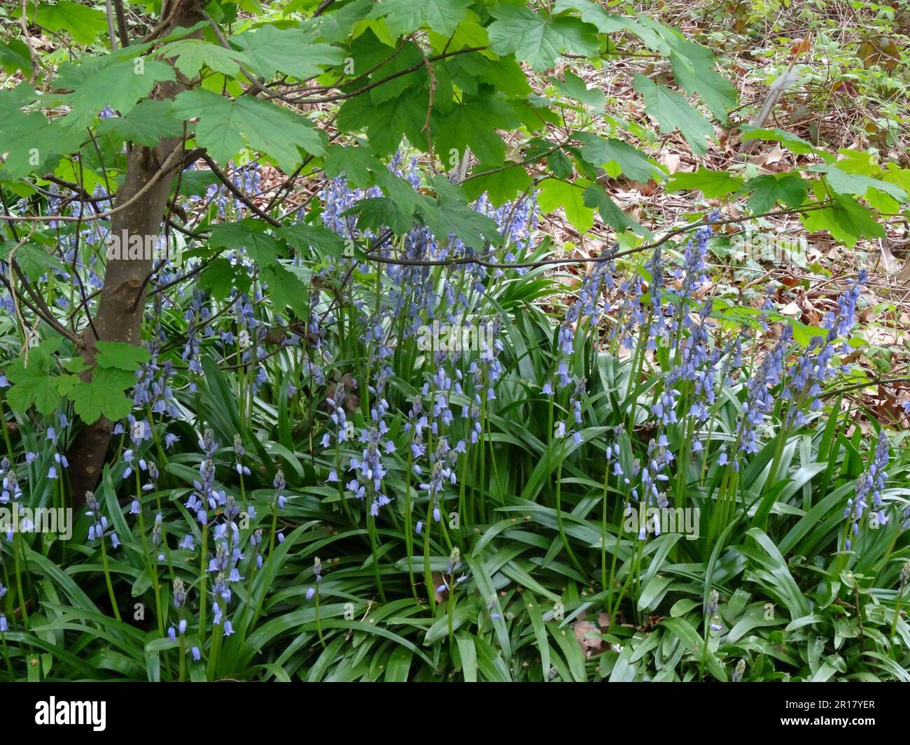 Striking moody spring bluebell woodland in good sunshine Stock Photo ...