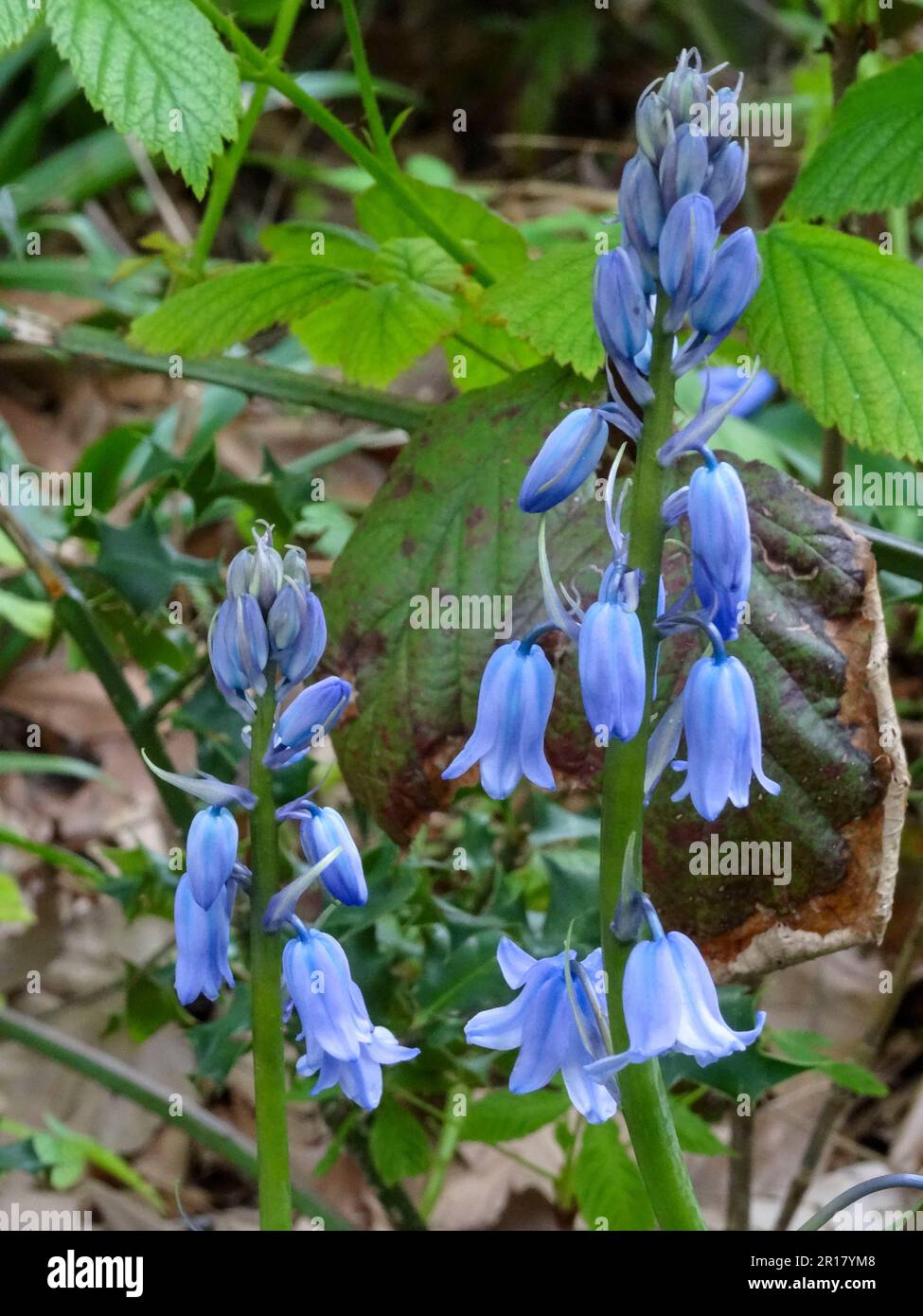 Striking moody spring bluebell woodland in good sunshine Stock Photo ...