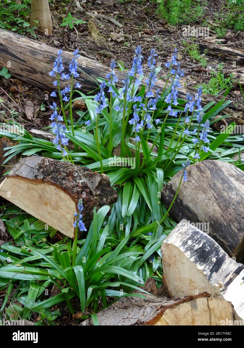 Striking moody spring bluebell woodland in good sunshine Stock Photo ...