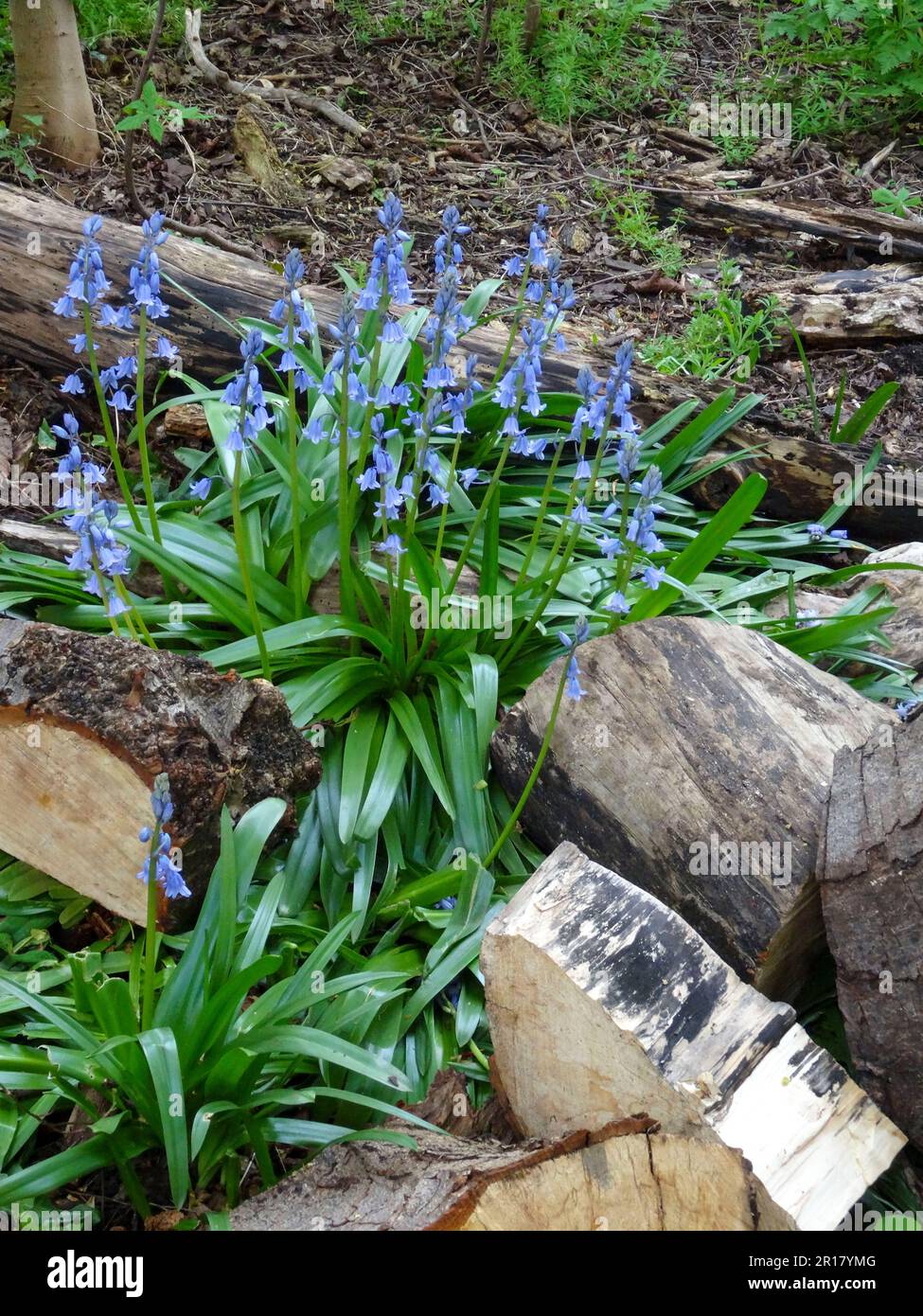 Striking moody spring bluebell woodland in good sunshine Stock Photo ...