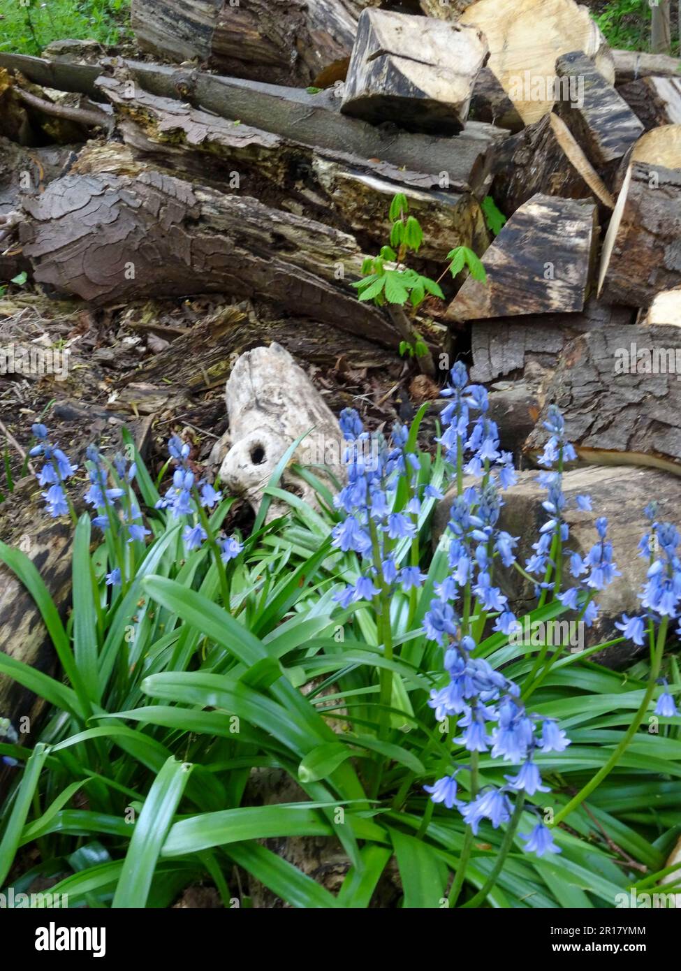 Striking moody spring bluebell woodland in good sunshine Stock Photo ...