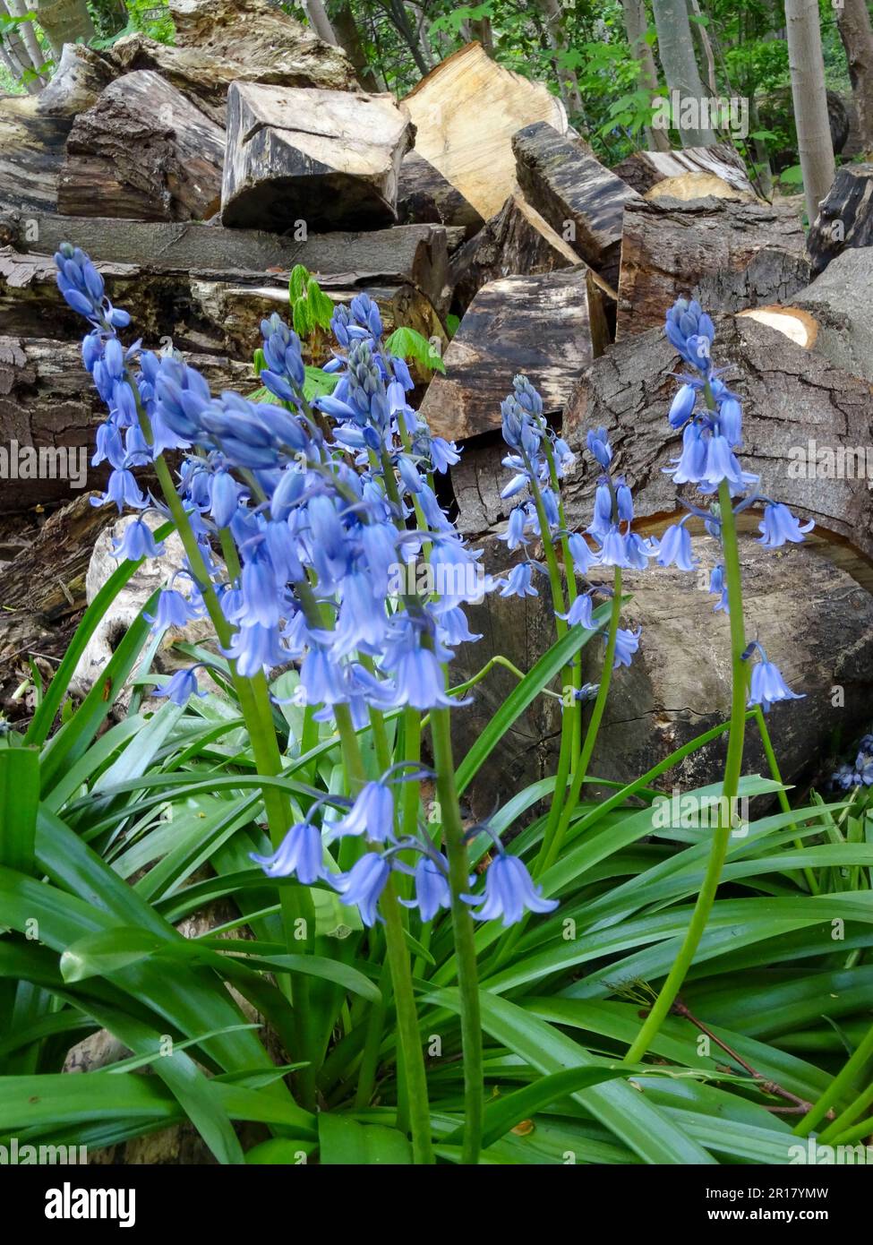 Striking moody spring bluebell woodland in good sunshine Stock Photo ...