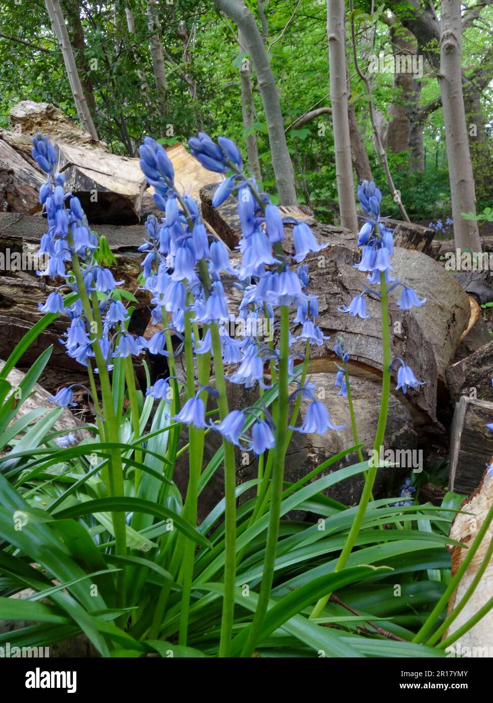 Striking moody spring bluebell woodland in good sunshine Stock Photo ...