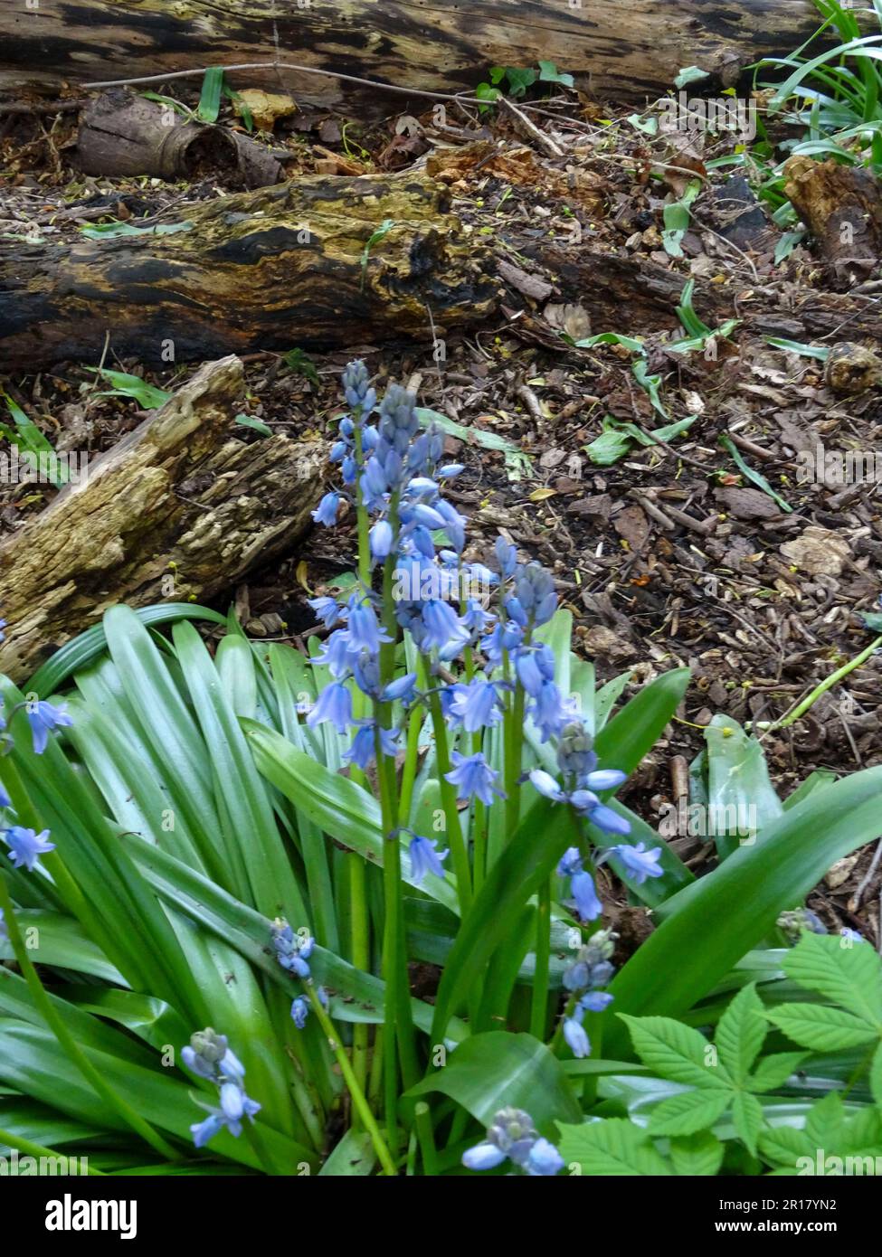 Striking moody spring bluebell woodland in good sunshine Stock Photo ...