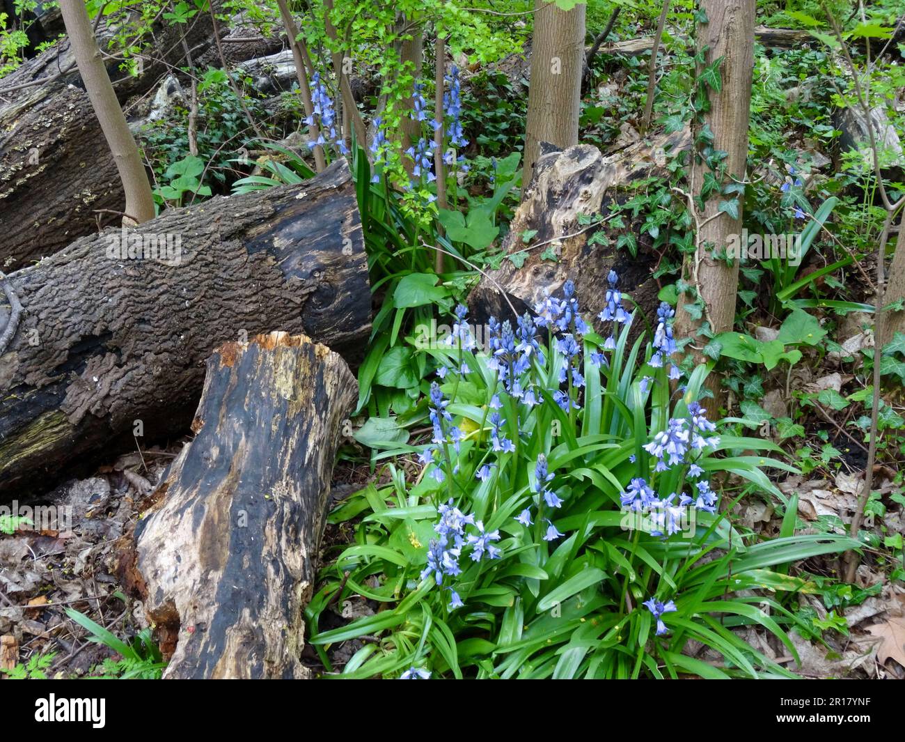 Striking moody spring bluebell woodland in good sunshine Stock Photo ...
