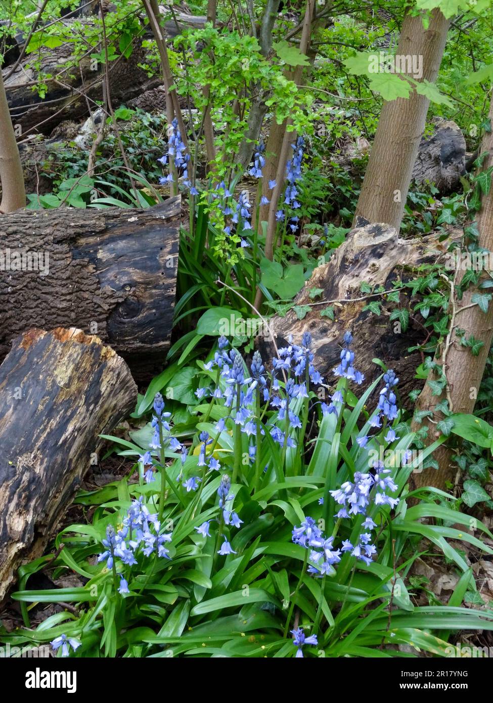 Striking moody spring bluebell woodland in good sunshine Stock Photo ...