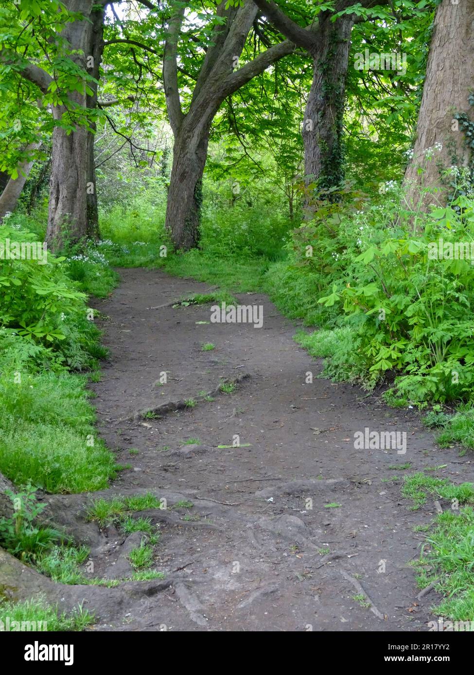 Riperian day hike pathway along the Wandle River in Morden Hall Park ...