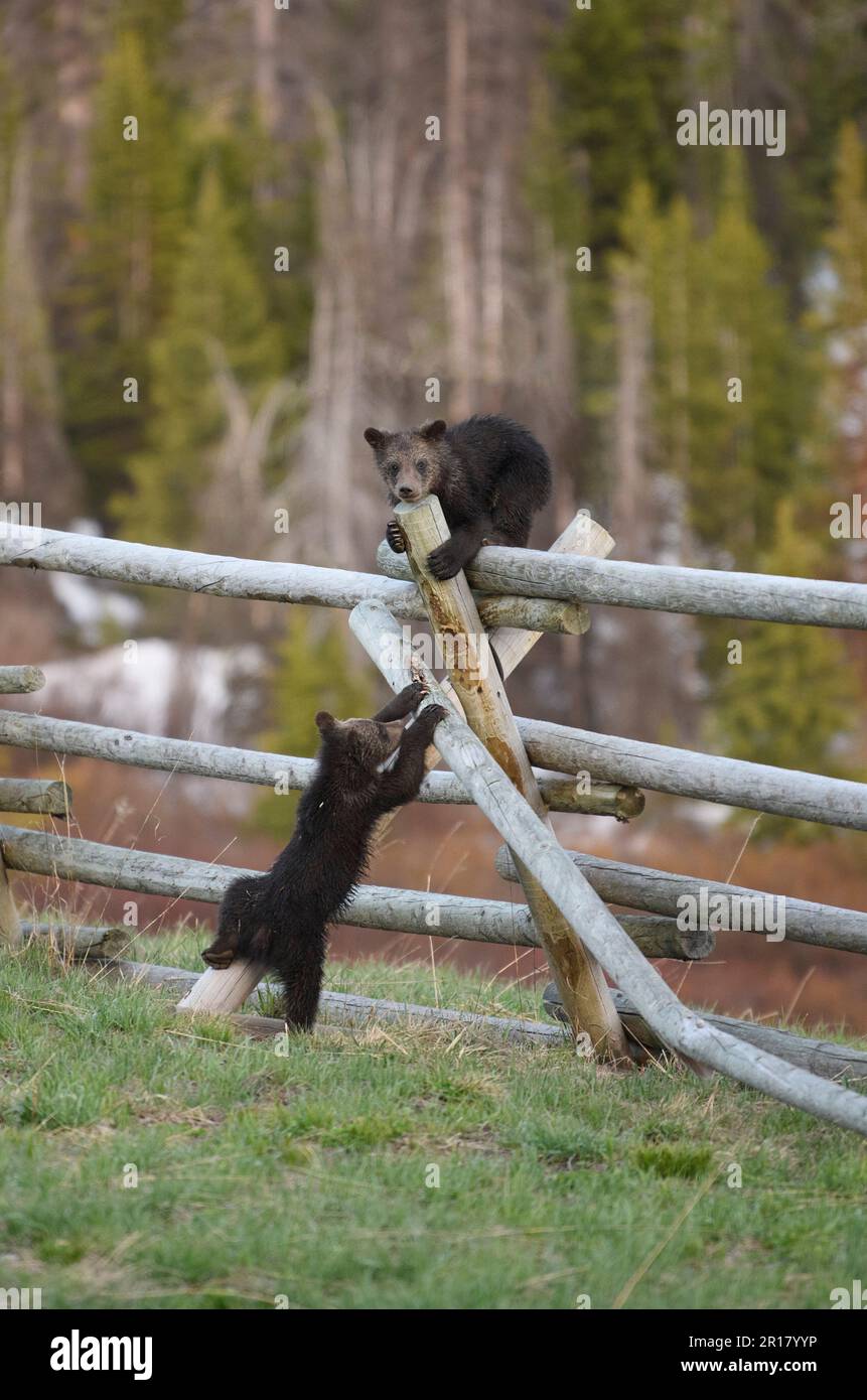ADORABLE and BEARY CUTE images of a bear cub helping his brother climb ...