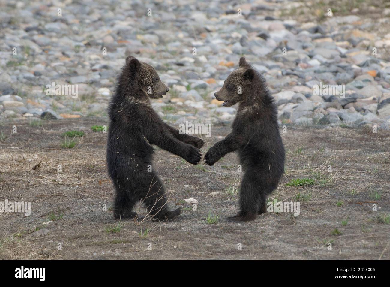 ADORABLE and BEARY CUTE images of a bear cub helping his brother climb ...