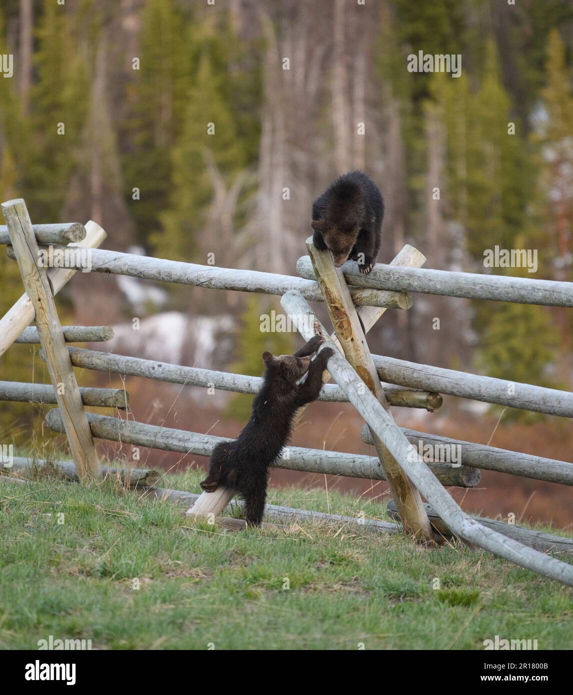 ADORABLE and BEARY CUTE images of a bear cub helping his brother climb ...