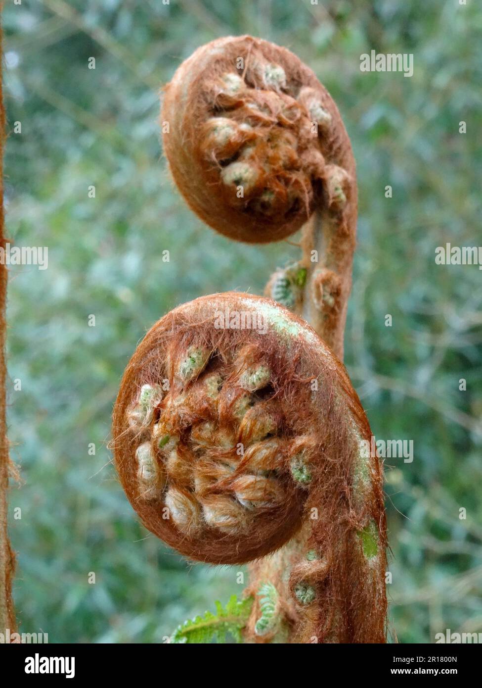 Natural semi close up environmental plant portrait showing intimate ...