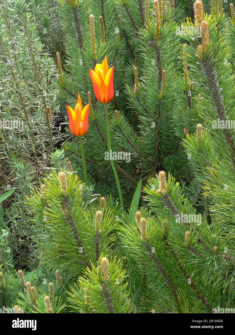 Natural semi close up environmental plant portrait showing intimate ...