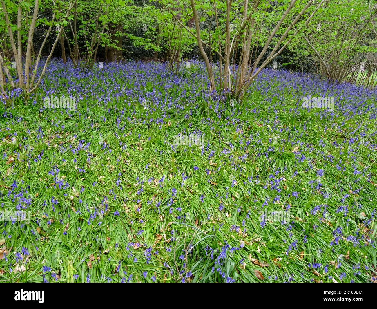 Striking moody spring bluebell woodland in good sunshine Stock Photo ...